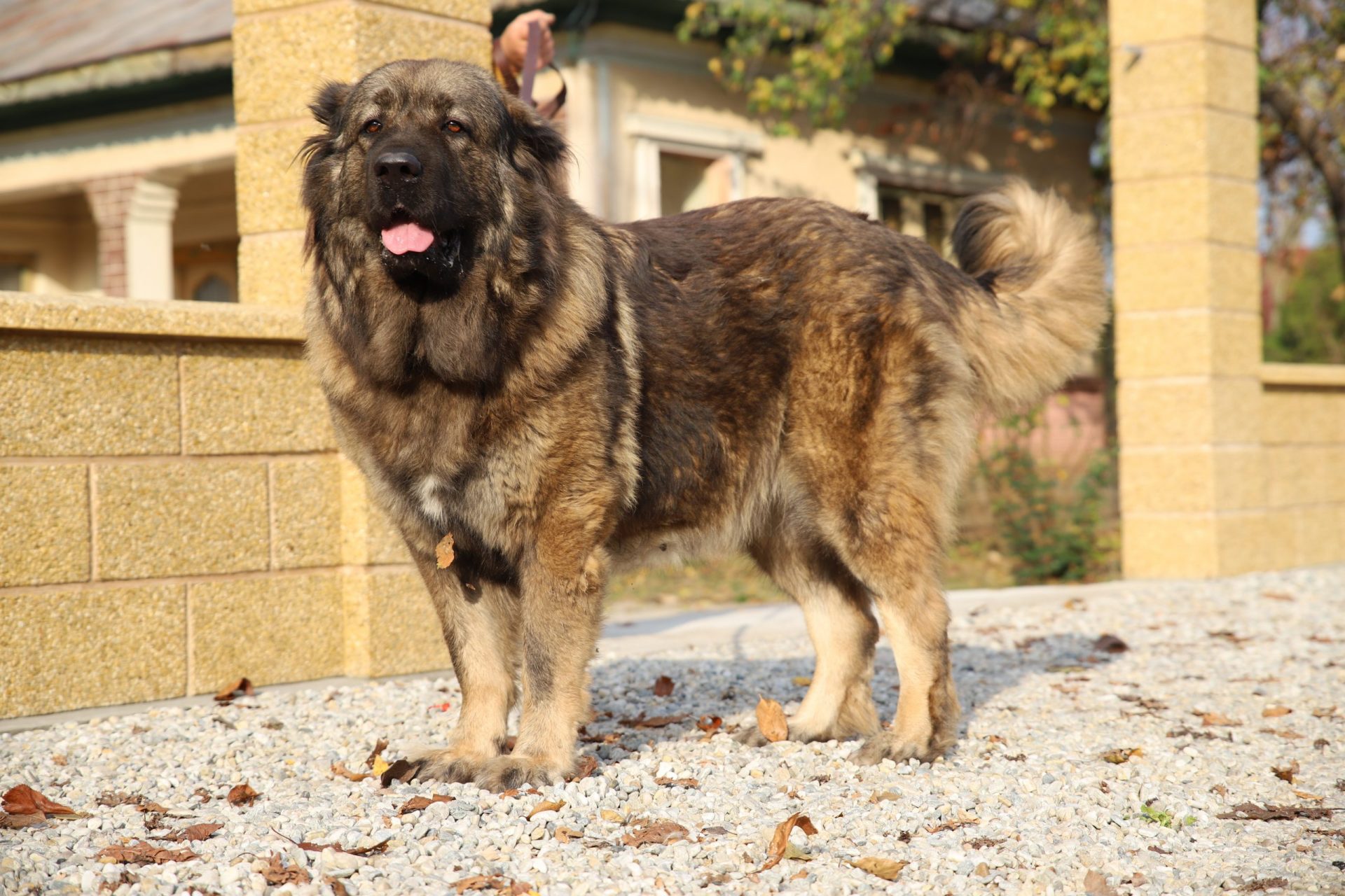 Perro de raza - Pastor Caucásico - Hembra - Titans Family